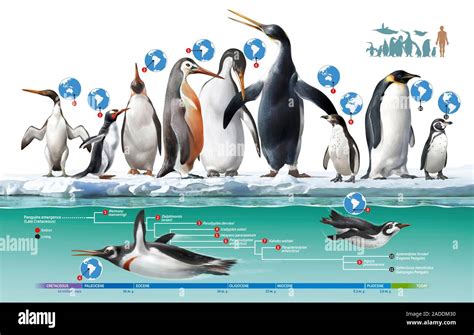 Extinct And Living Penguin Comparison Illustration Showing Relative