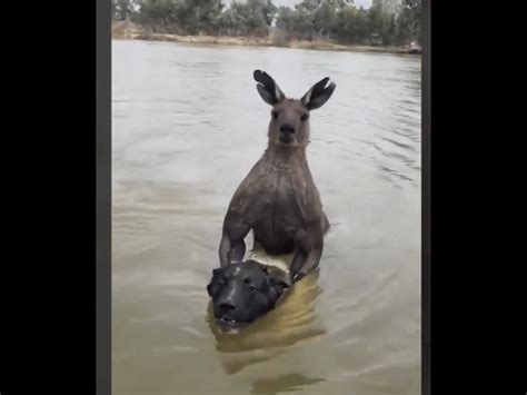 Kangaroo Takes Dog Man Punches At Rodney Swisher Blog