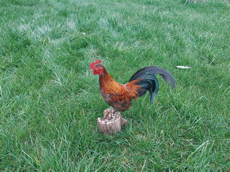Domestic Chicken Rooster Taxidermy Mount Etsy