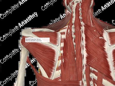 Dorsal Scapular Nerve Cadaver The Recommended Deltoid Intramuscular