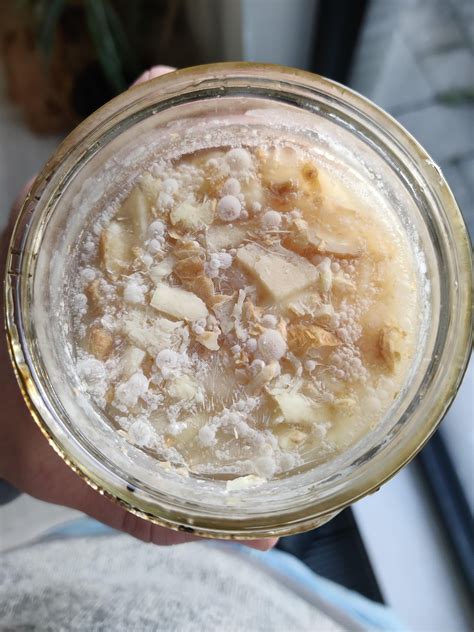 Weird Looking Foam Bubbles On Ginger Bug R Gingerbeer