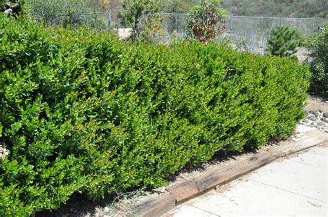 Ligustrum Japonicum Texanum Waxleaf Privet Plantmaster