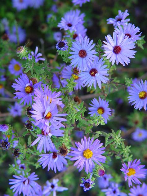 Aster Aromatic Hamilton Native Outpost