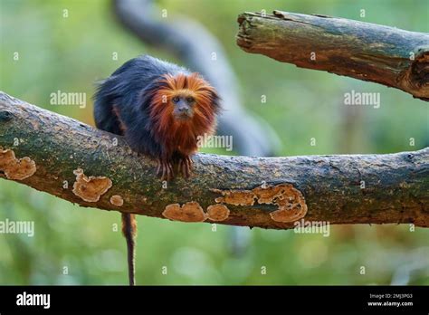 Golden Headed Lion Tamarin Leontopithecus Chrysomelas Adult