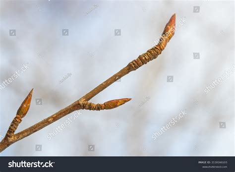 688 Conical Bud Royalty Free Photos And Stock Images Shutterstock