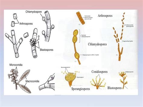 Arthrospores Fungi The Fungi