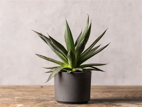 75 Common Types Of Succulents With Pictures And Names