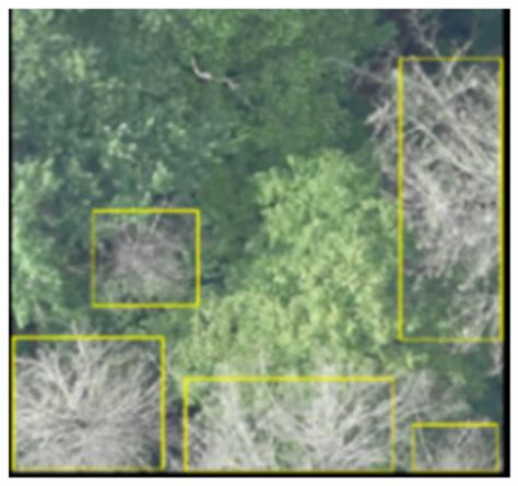 Automatic Detection And Classification Of Dead Nematode Infested Pine Wood In Stages Based On