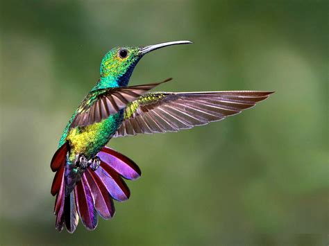 ¿qué Comen Los Colibríes Recetas Métodos Cuidados Y Más