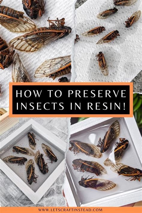 How To Preserve Insects For An Insect Collection