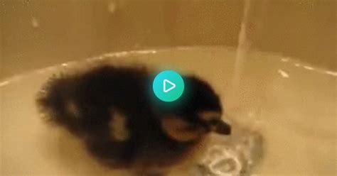 Plip Plip Plip  On Imgur