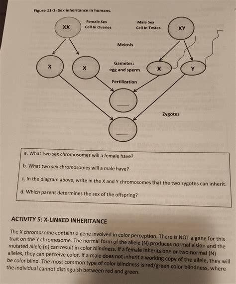 solved figure 11 1 sex inheritance in humans a ﻿what two