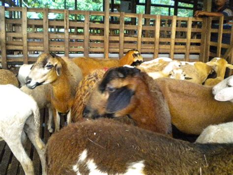 Siswazah Penternak Ruminan Bebiri Barbados Jualan Baka And Aqiqah