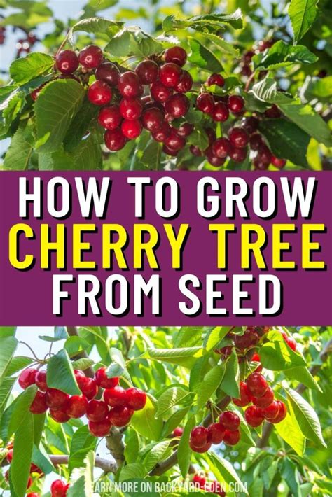 How To Grow A Cherry Tree From A Pit Backyard Eden
