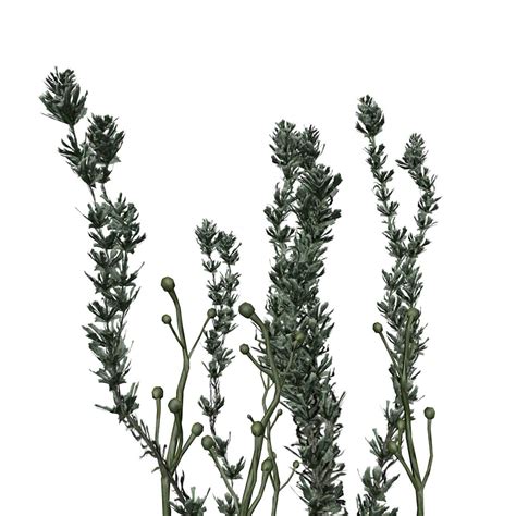 Pond Weed 01 3d Model By Antoniokowatsch