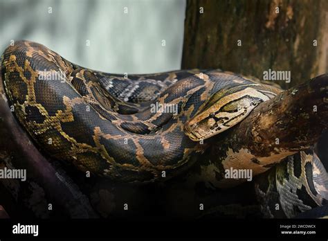 Indian Python Snake Python Molurus Stock Photo Alamy