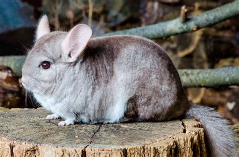 Шиншилла: описание, где обитают, чем питаются, сколько живут