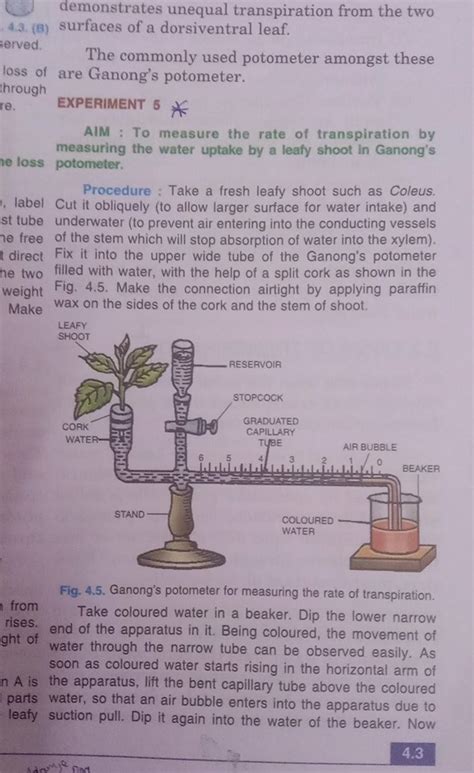 43 B Surfaces Of A Dorsiventral Leafthe Commonly Used Potometer Amo