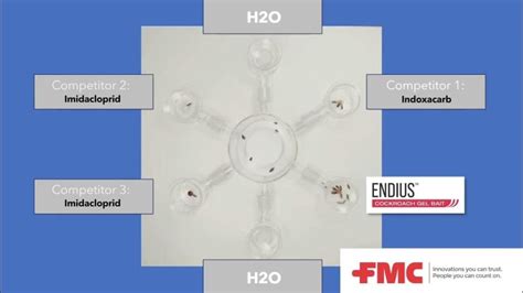 Endius™ Cockroach Gel Bait A Matrix Of Carbohydrates And Sugars Envu