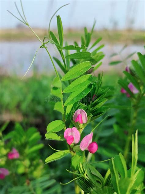 Pink Small Pea Flower Blossoms With Green Leaves Stock Image Image Of