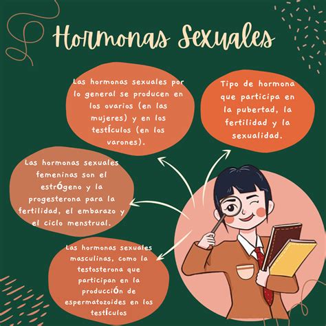 ¿qué Son Las Hormonas Sexuales Y Cual Es Su Función