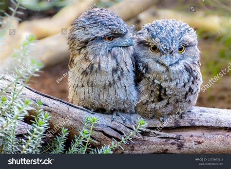 677 Tawny Frogmouth Camouflage Görseli Stok Fotoğraflar Ve Vektörler