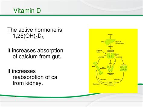 Ppt Comprehensive Guide To Pediatric Parathyroid Disorders Powerpoint