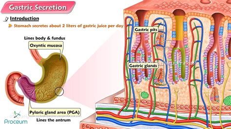 Physiology Of Gastric Acid Secretion🍤 Animation Youtube