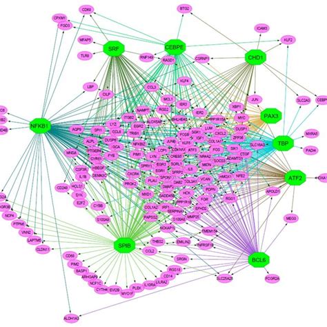 Gene Regulatory Network The Network Shows The Connectivity Between