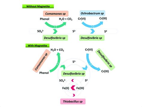 Microbial Sulfur Cycle For Phenol Degradation Coupled With Crvi