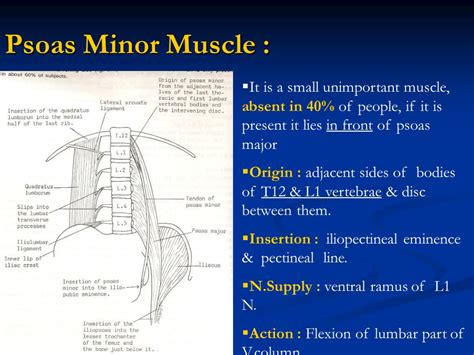 Psoas Minor Origin And Insertion