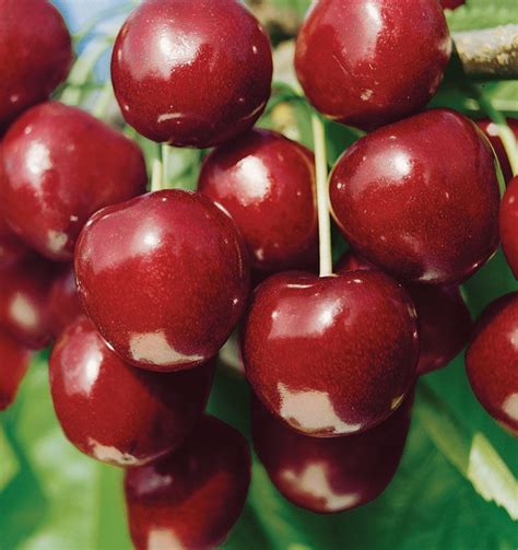 North Star Cherry Johnsons Nursery Kb