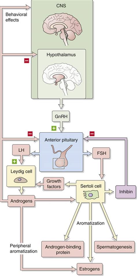 Hypothalamic Pituitary Gonadal Axis Male