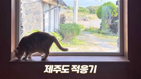 🏝️제주도 와서 제일 놀라운 점 고양이들의 미친 적응력 베베집사 제주살이 Vlog Youtube