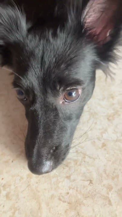 Hi I Am Loolie Music Funny Youtube