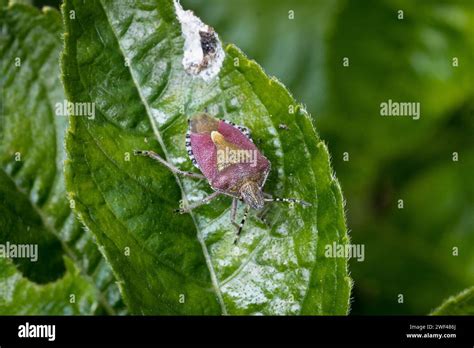 An Intricately Patterned Hairy Shieldbug Dolycoris Baccarum Searching Among The Leaves