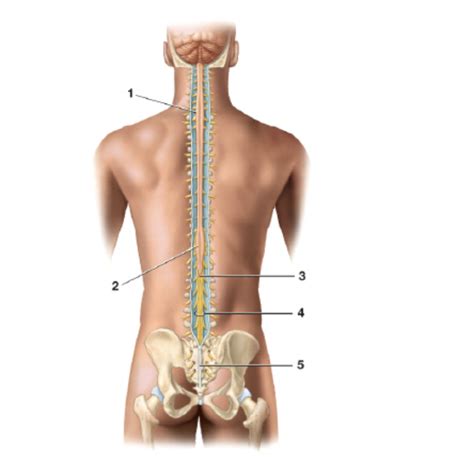 Posterior Spinal Column Diagram Quizlet