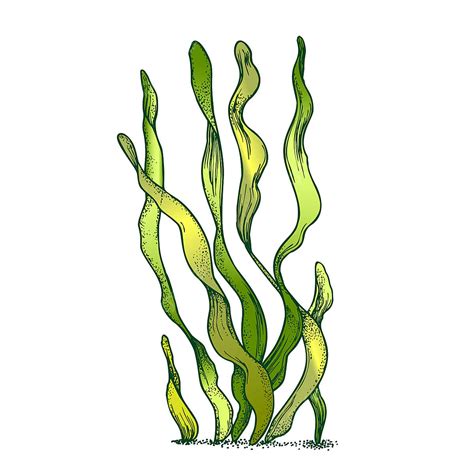 How To Draw Ocean Algae