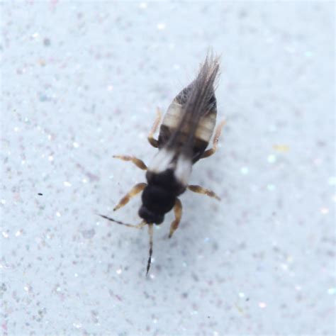 Thrip Heliothripidae Bugguidenet