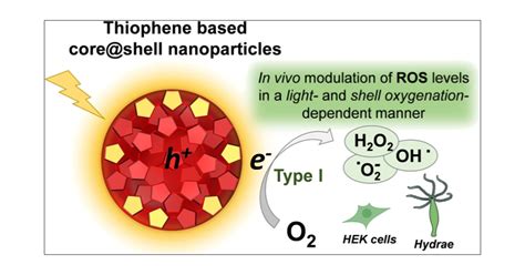 Photoreactivity Of Thiophene Based Core Shell Nanoparticles The Effect Of Photoinduced Charge