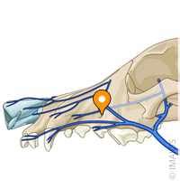 Infraorbital Foramen Vet Anatomy Imaios