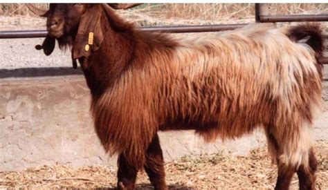 فيديو تعرف على الفرق بين جديان الماعز المخصى والجديان ا