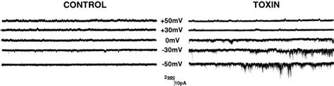 Ltx Induced Voltage Dependent Conductance Fluctuations Whole Cell