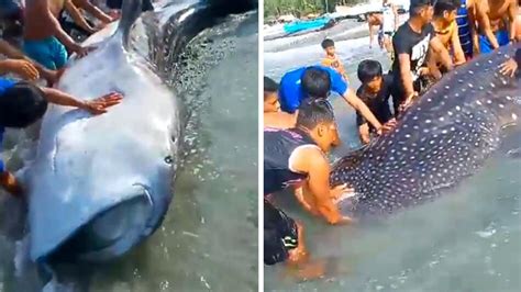 Helfer Schieben Gestrandeten Walhai Zurück Ins Meer Video Gmx