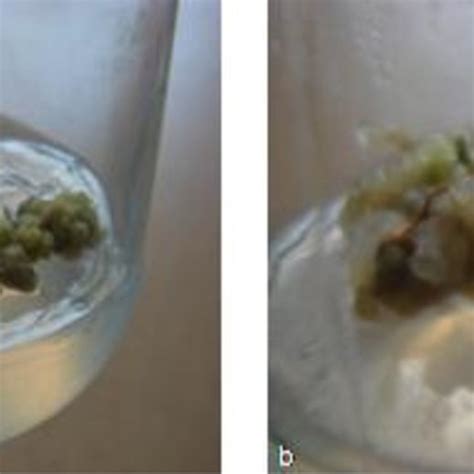 Callus Induction From Stem Explant A And Callus Proliferation From