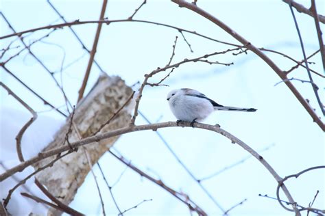 あけおめなぼくです ぼく、シマエナガ。