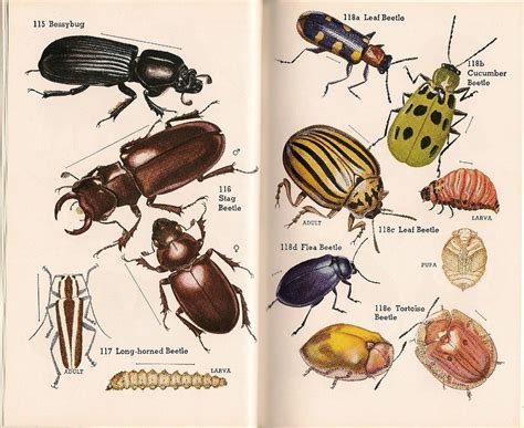 Coleoptera Identification Key At Angel Rickey Blog