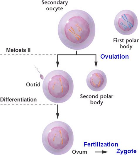 Polar Bodies Definition