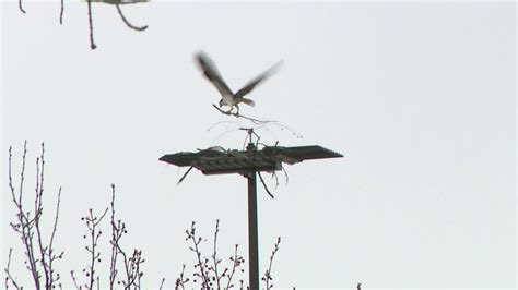 Animal Advocates Outraged Over Light Post Fixtures To Keep Ospreys From