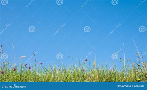 Grass Profile And Sky Stock Image Image Of Spring Grass 66295065